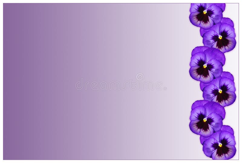 508 Pansy Flower Border Stock Photos - Free & Royalty-Free Stock Photos ...