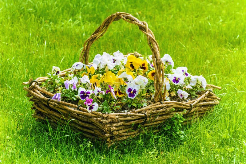 Pansy stock image. Image of grass, outdoor, blossom, growing - 39771773
