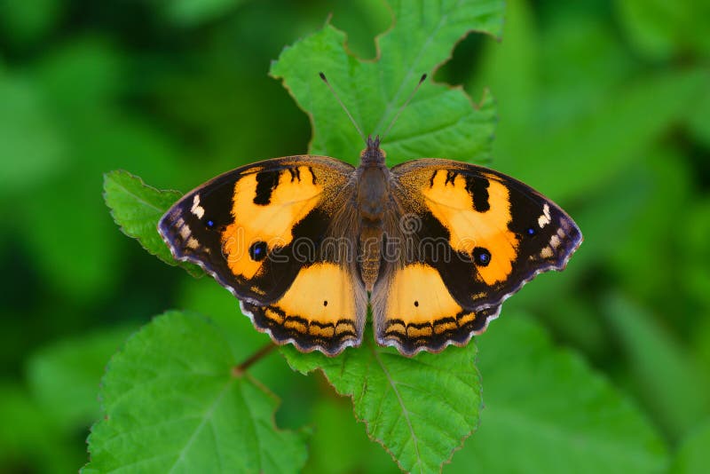 Papillon jaune image stock. Image du simple, jaune, insecte - 37183075
