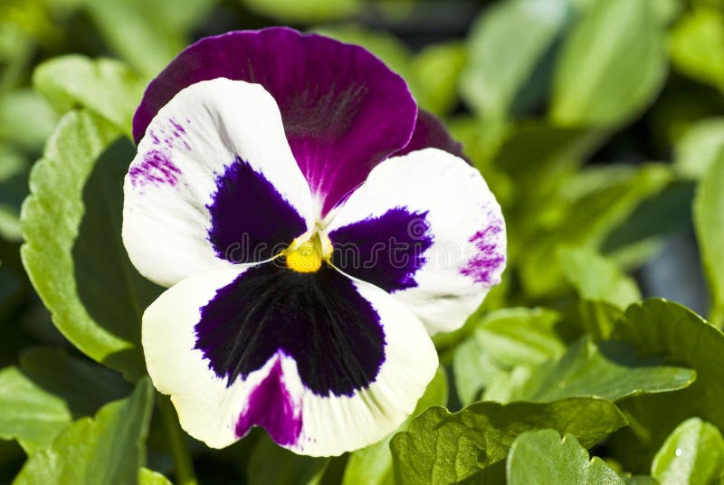 Pansy Flower stock image. Image of purple, flower, spring - 13739901 Pansy Flower stock image. Image of purple, flower, spring - 13739901
