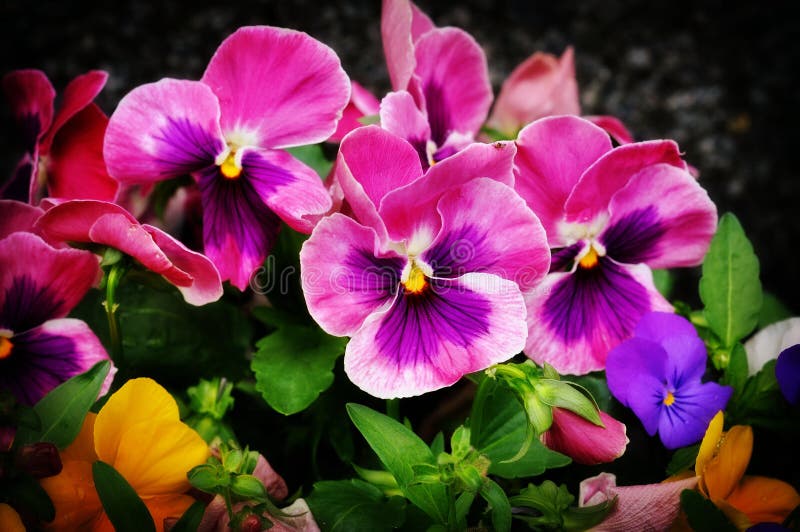 Pansy flower stock image. Image of colous, details, botanical - 17421591 Pansy flower stock image. Image of colous, details, botanical - 17421591