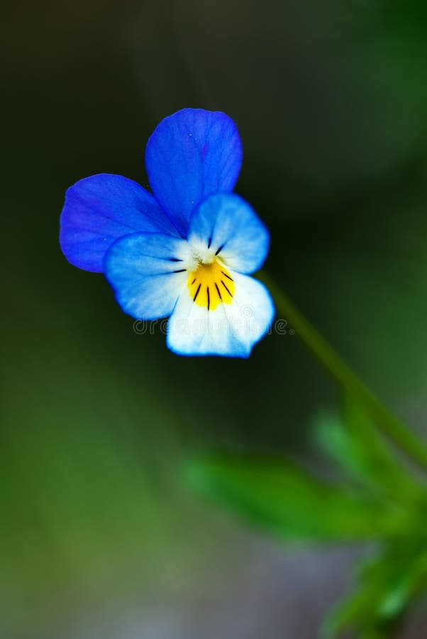 The pansy flower stock image. Image of floral, single - 19935377