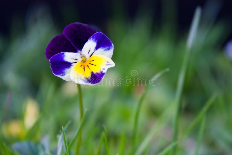 Pansy flower stock image. Image of spring, beautiful - 28218661