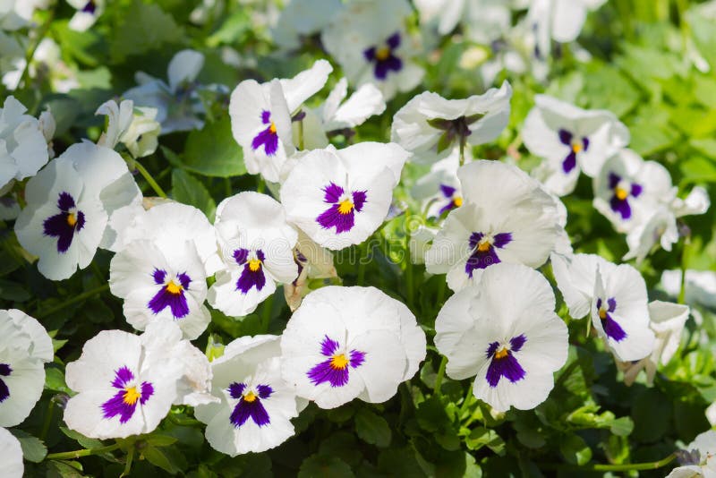 Pansy, Flower Bed Bloom in the Garden. Stock Photo - Image of multi ...