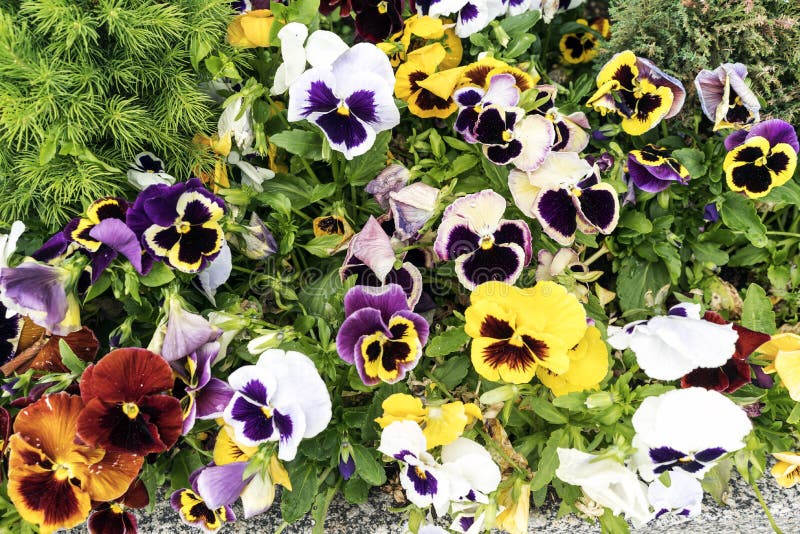 Pansy flower stock photo. Image of balcony, flora, head - 94556188