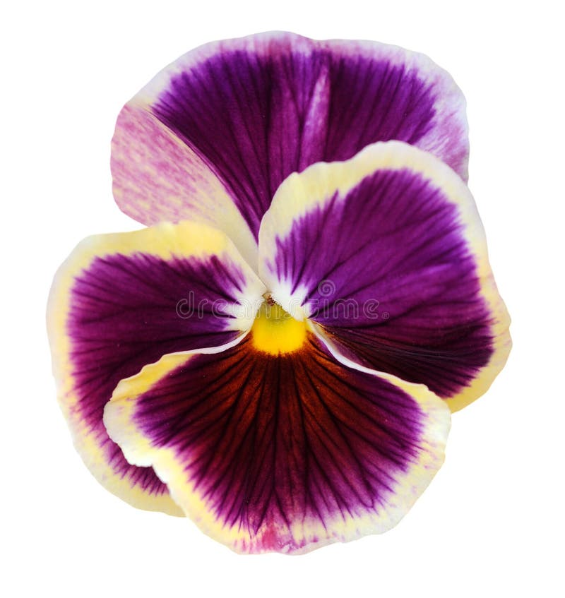 Pansy flower stock image. Image of bloom, single, object - 32391253