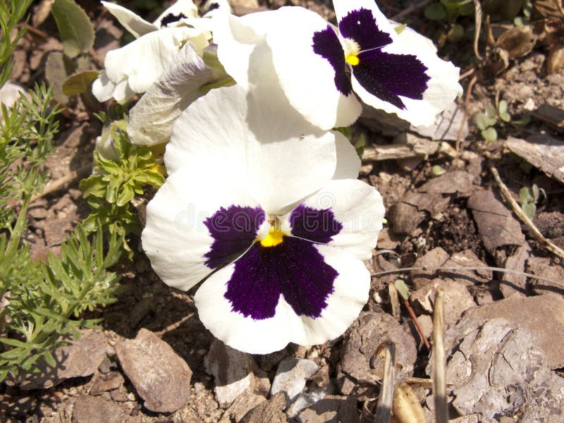 Pansy flower in the garden stock photo. Image of purple - 79153824