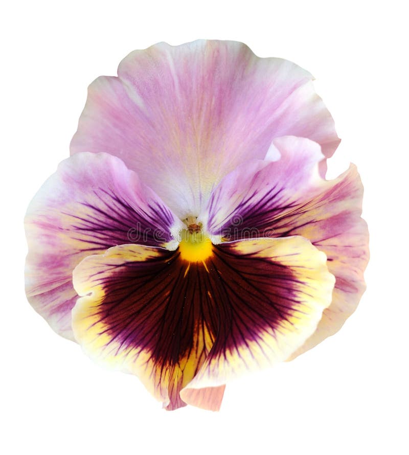 Pansy flower stock image. Image of bloom, single, object - 32391253