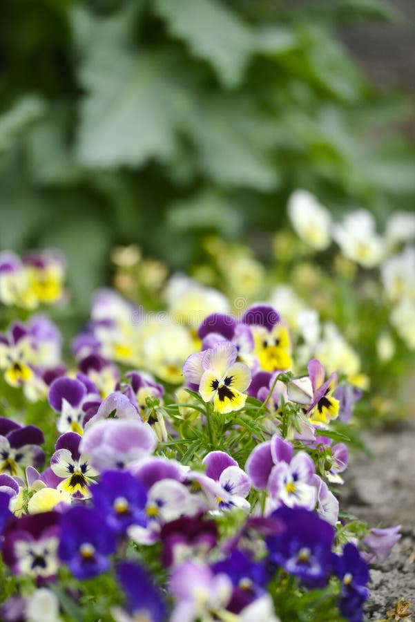 155 Pensee Flower Stock Photos - Free & Royalty-Free Stock Photos from ...