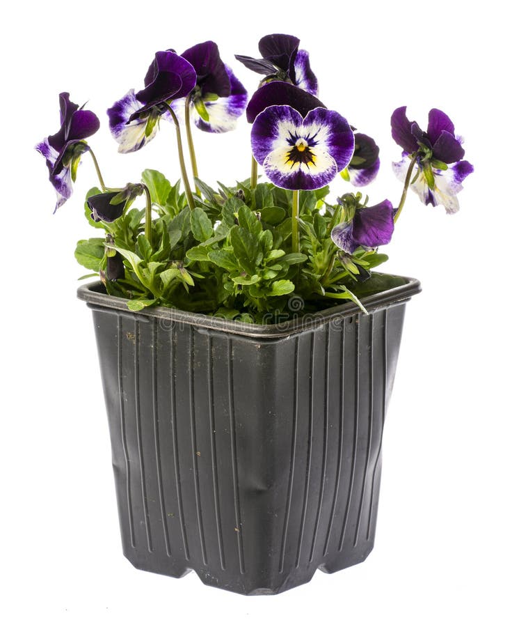 A Pansy Flower in Flower Pot Close Up Stock Image - Image of beautiful ...