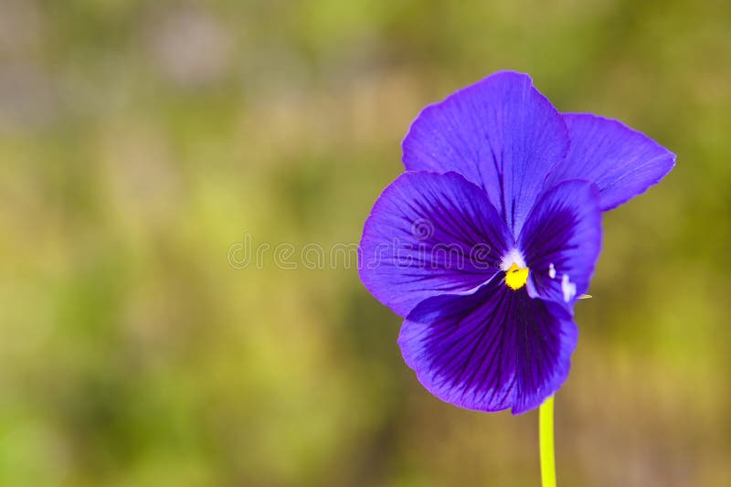 Pansy Flower in Purple Color Under a Green Background Stock Image ...