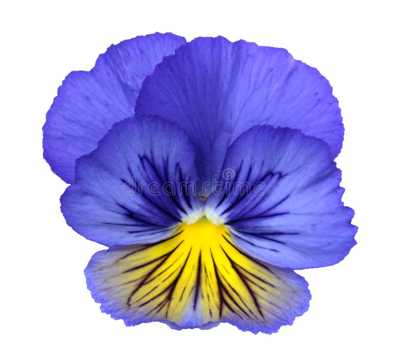 Pansy flower stock image. Image of bloom, single, object - 32391253