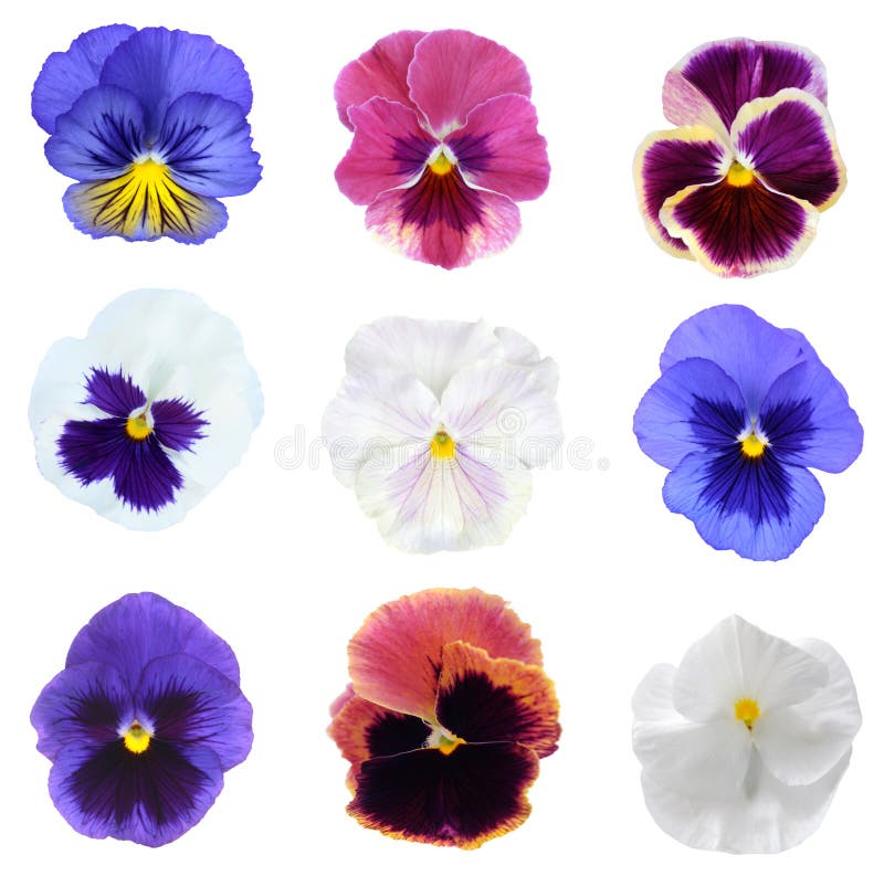 Pansy flower stock image. Image of bloom, single, object - 32391253
