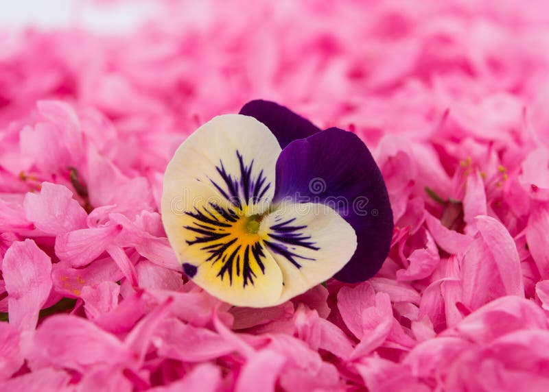 Pansy flower stock image. Image of botany, blossom, pansy - 32402355