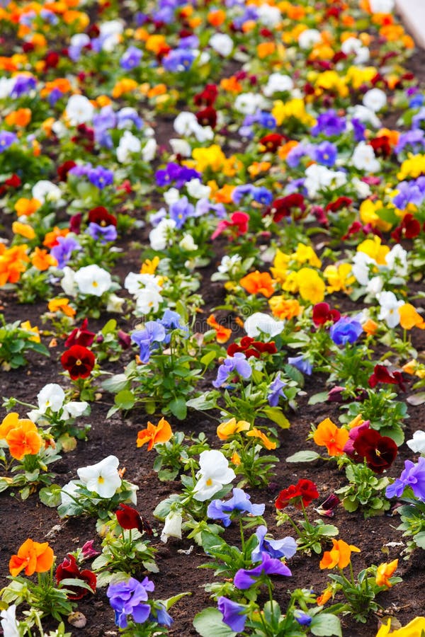 Pansy flower stock image. Image of flowers, beautiful - 33812703