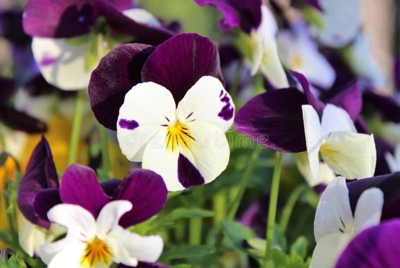 Pansy Flowers Bloom in Spring Stock Image - Image of natural, hardy ...