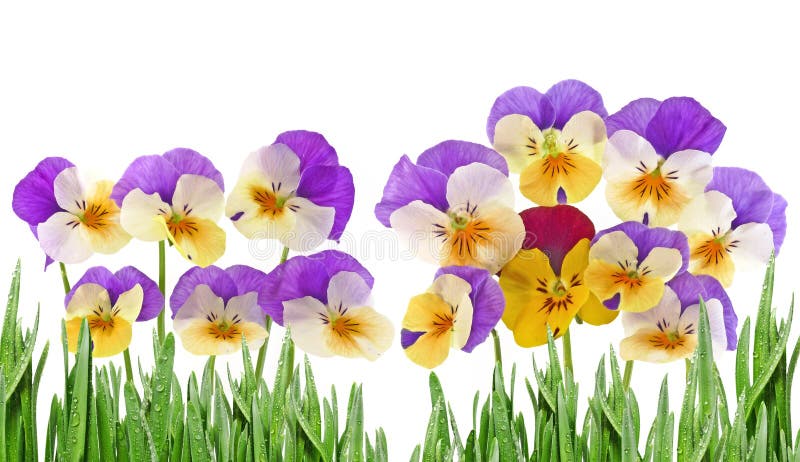 Pansy flowers stock photo. Image of green, bell, flower - 51312430