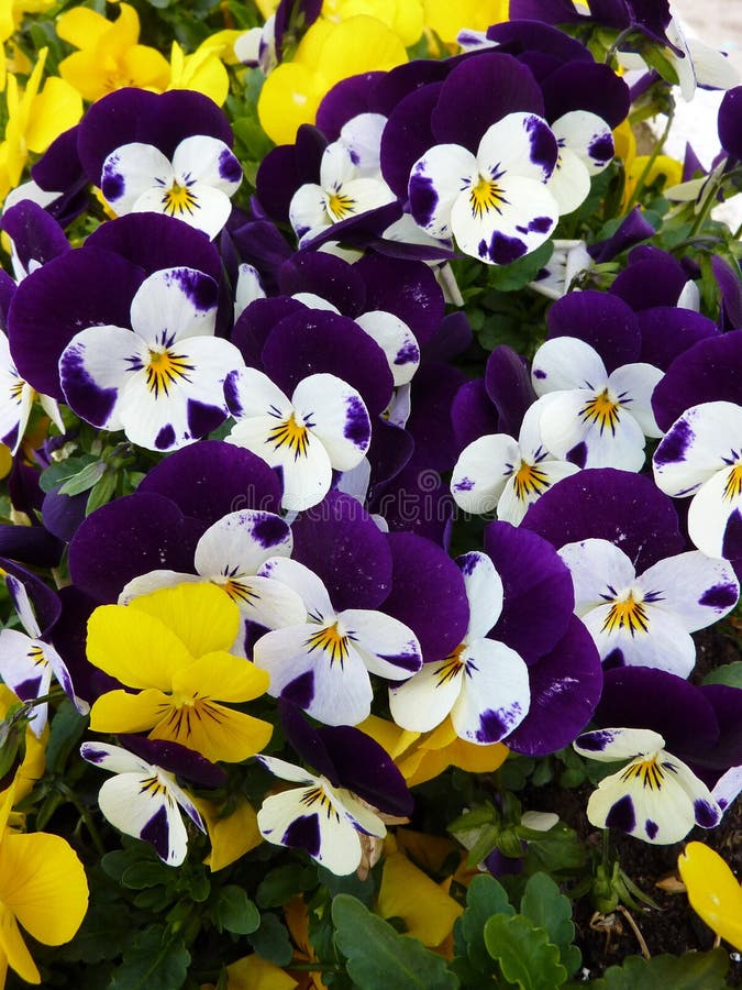 Pansy flowers in spring stock photo. Image of horticulture - 23443884