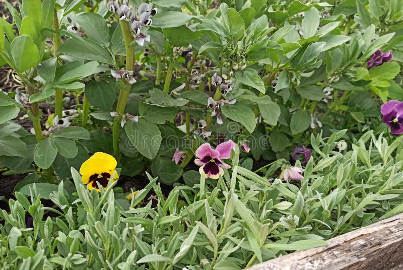 Pansy mix in the garden stock image. Image of yellow - 191143141