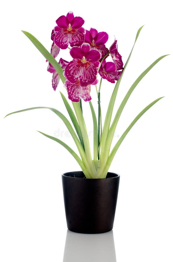 Pansy Orchid - Miltonia Lawless Stock Photo - Image of flowers, white ...
