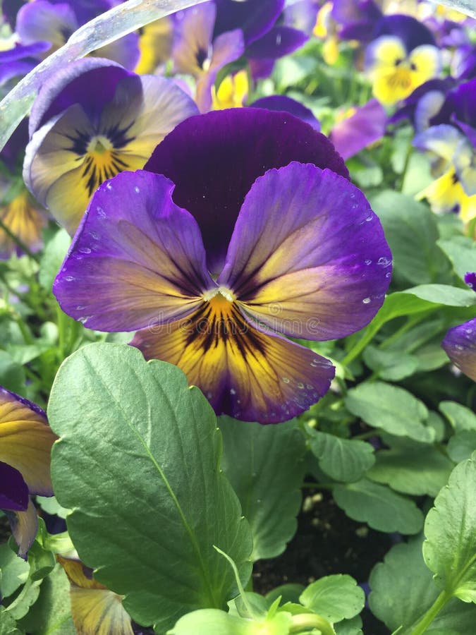 Pansy Perfect stock photo. Image of spring, pansy, party - 71765794