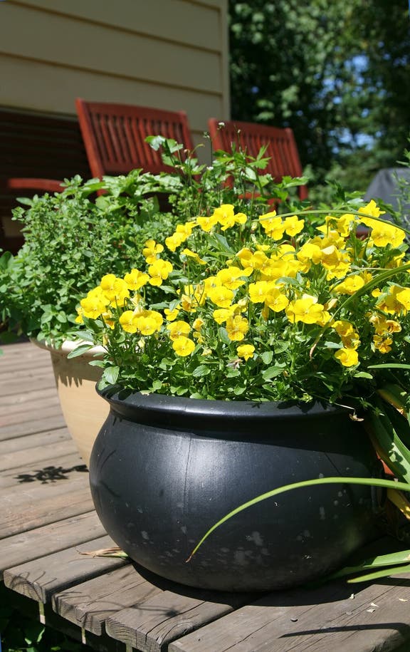 Pansy Pot stock photo. Image of flower, outdoors, planter - 10488632