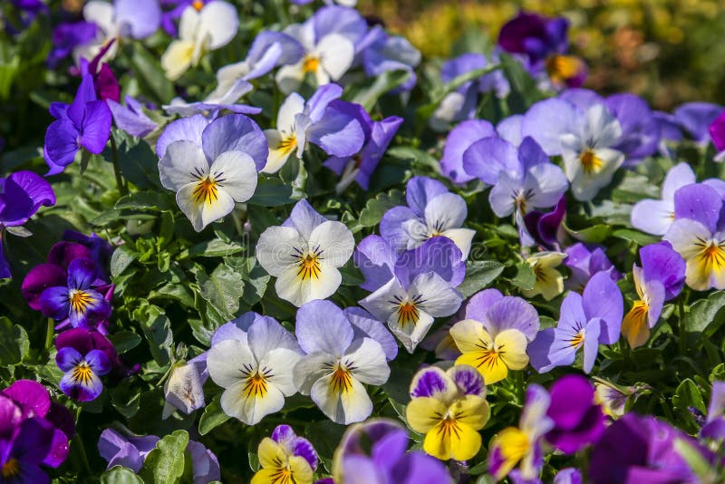 Pansy Scientific Name Stock Photos - Free & Royalty-Free Stock Photos ...