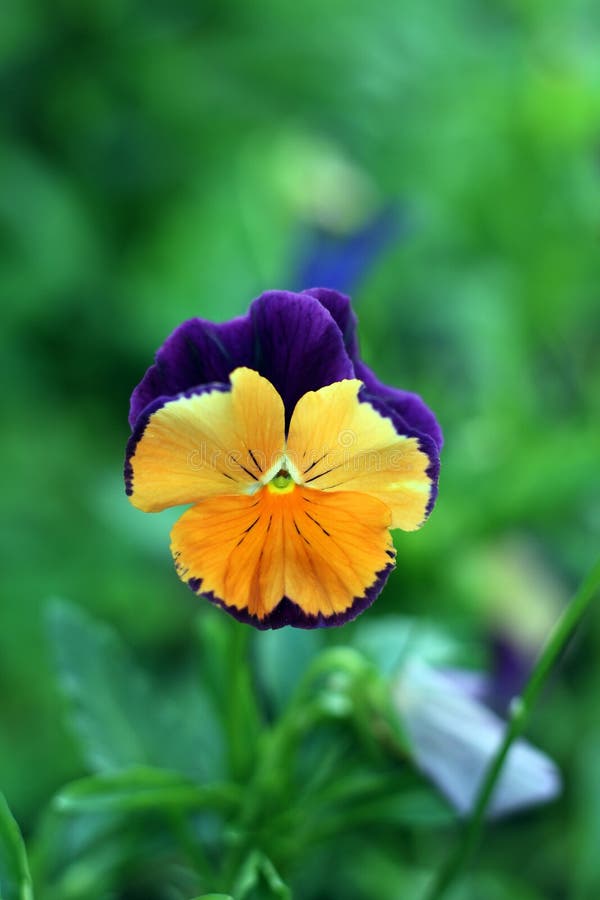 Pansy flower stock image. Image of bloom, single, object - 32391253