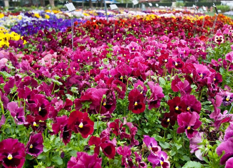 Pansy Varieties in Flower Beds Stock Photo - Image of maroon, variety ...
