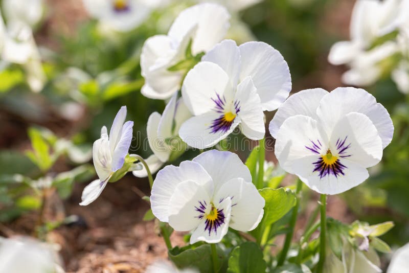 Pansy Viola Flower in Spring Garden Stock Photo - Image of perennial ...