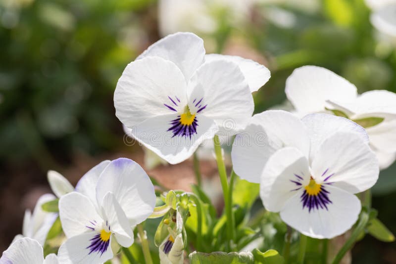 Pansy Viola Flower in Spring Garden. White Flower Stock Photo - Image ...