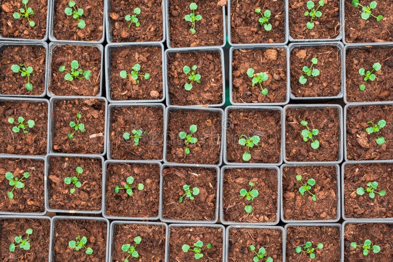Pansy or Viola Seedlings Growing in Rectangular Pots Stock Image ...