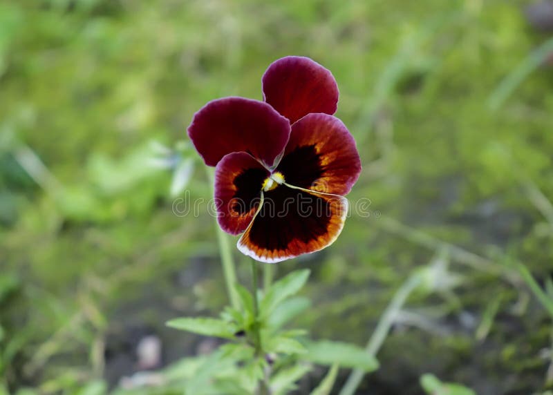 Pansy. Violets. Violet on a Background of Green Foliage. Colorful ...