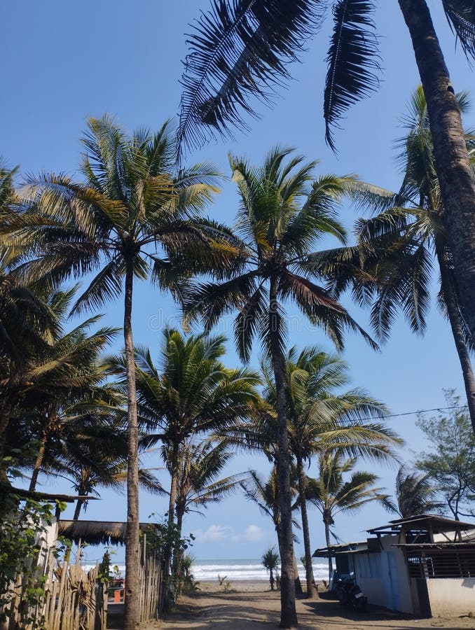 Pantai dan pohon kelapa stock image. Image of kelapa - 355234285