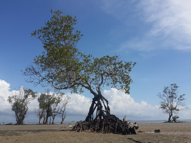 Pantai Talisayan imagen de archivo. Imagen de playa - 173195927