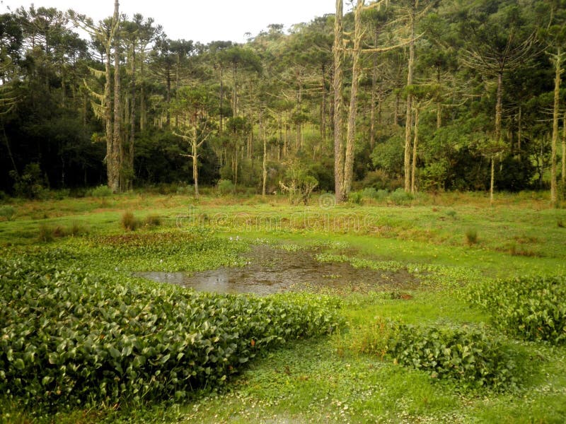 Pantanal Brazil Swamp stock image. Image of brazilian - 39879951