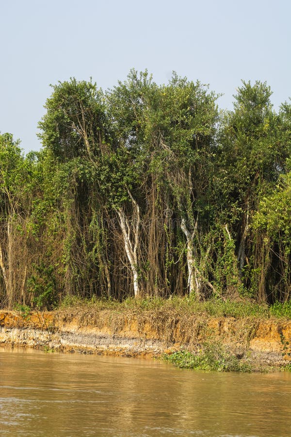 Pantanal Forest Landscape and River,Pantanal, Stock Image - Image of ...