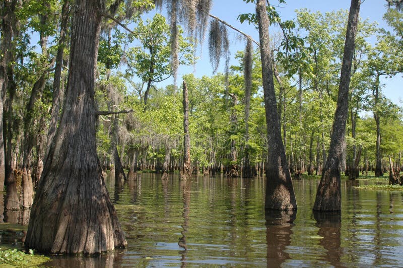 Pantano de Luisiana foto de archivo. Imagen de pantano - 5105478