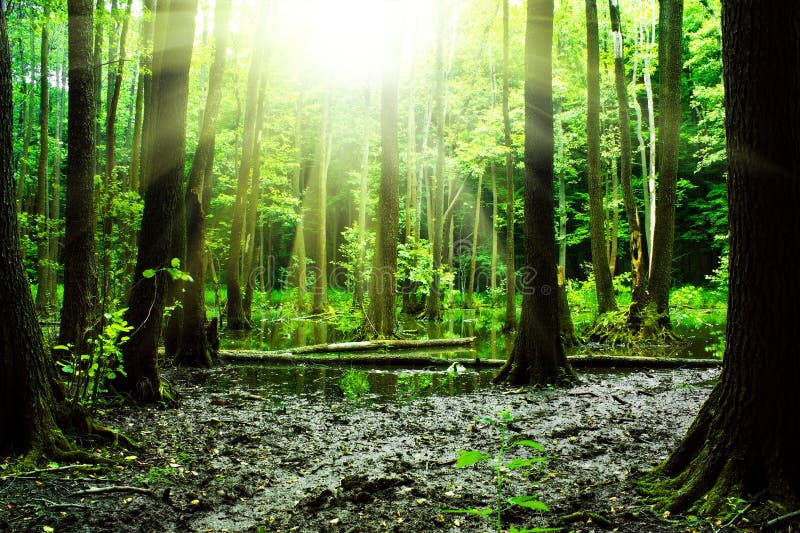 Pantano En Color Verde De La Primavera Fresca Del Bosque Ramas Dobladas ...