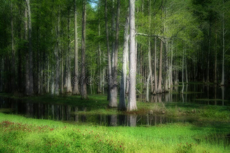 Pantano verde foto de archivo. Imagen de bosque, brillante - 11220026