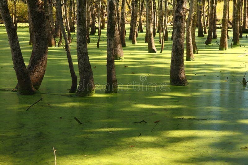 Pantano Verde En El Canal De Raritan Imagen de archivo - Imagen de ...