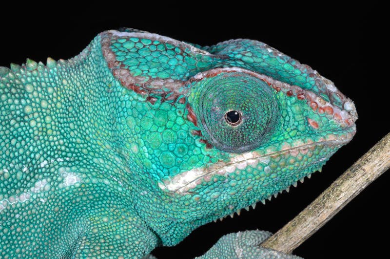 Panter Chameleon Portrait stock photo. Image of reptile - 29185654