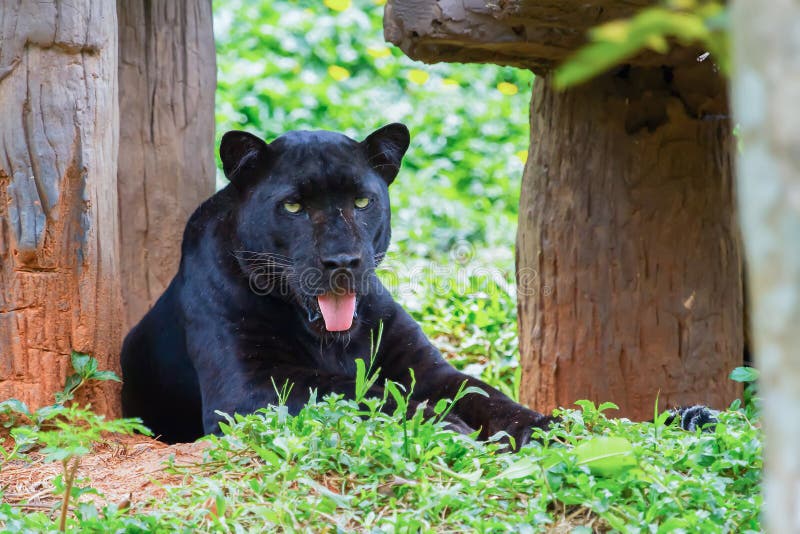 Pantera imagen de archivo. Imagen de grande, pantera - 59639815
