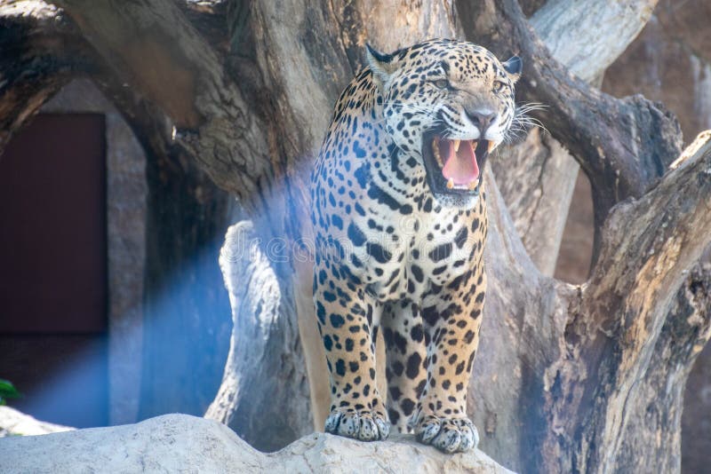 Pantera con boca abierta imagen de archivo. Imagen de peligroso - 258523333