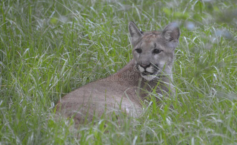 Pantera de la Florida imagen de archivo. Imagen de fauna - 8523023