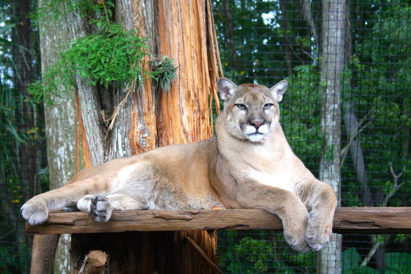 Pantera de la Florida imagen de archivo. Imagen de carnívoro - 8523023