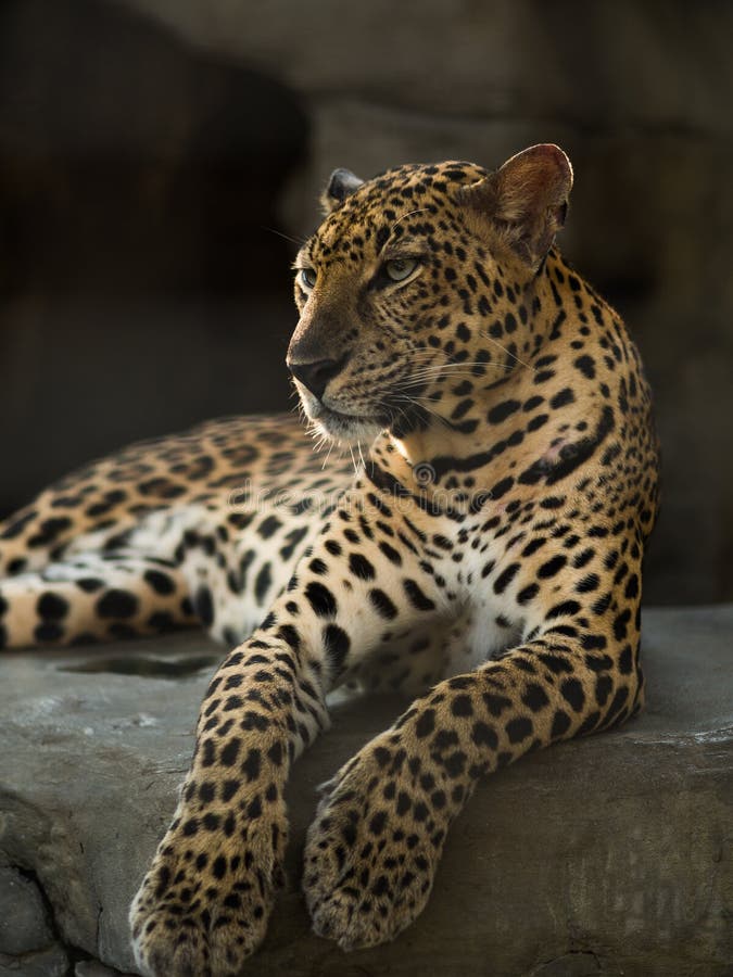 Pantera del leopardo imagen de archivo. Imagen de cara - 54583713