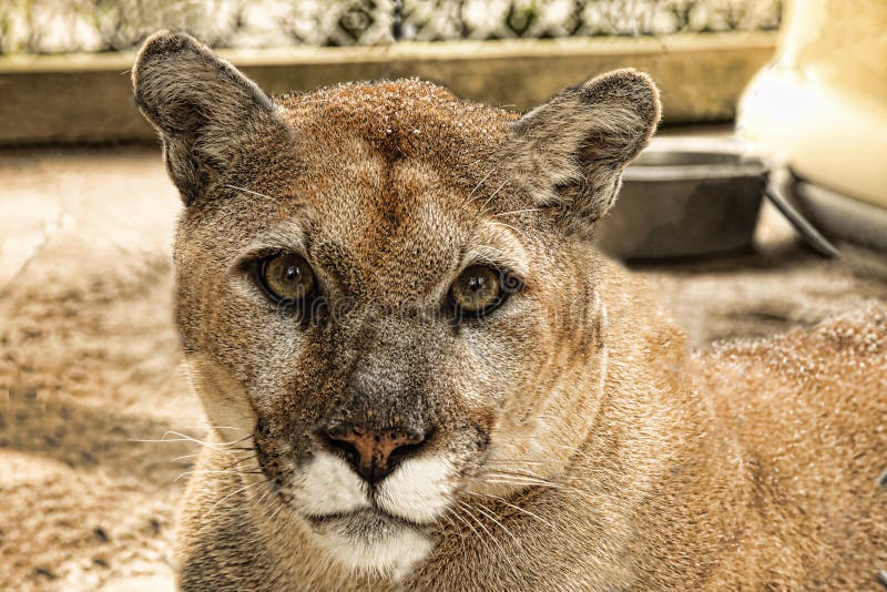 La Pantera Di Florida Cammina Attraverso Alta Erba Con Gli Occhi Verdi ...