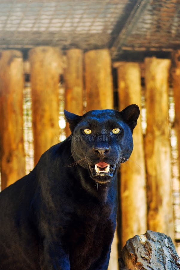 Pantera negra imagen de archivo. Imagen de peligroso - 156046611