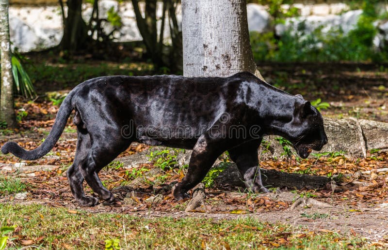 Caza De La Pantera Negra Fotos - Libres de Derechos y Gratuitas de ...
